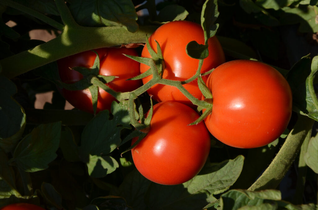 Tomato Archives - Balkans