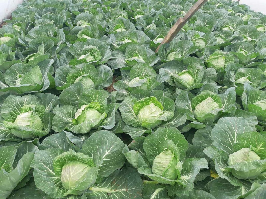 Magnus Cresco - Balkans