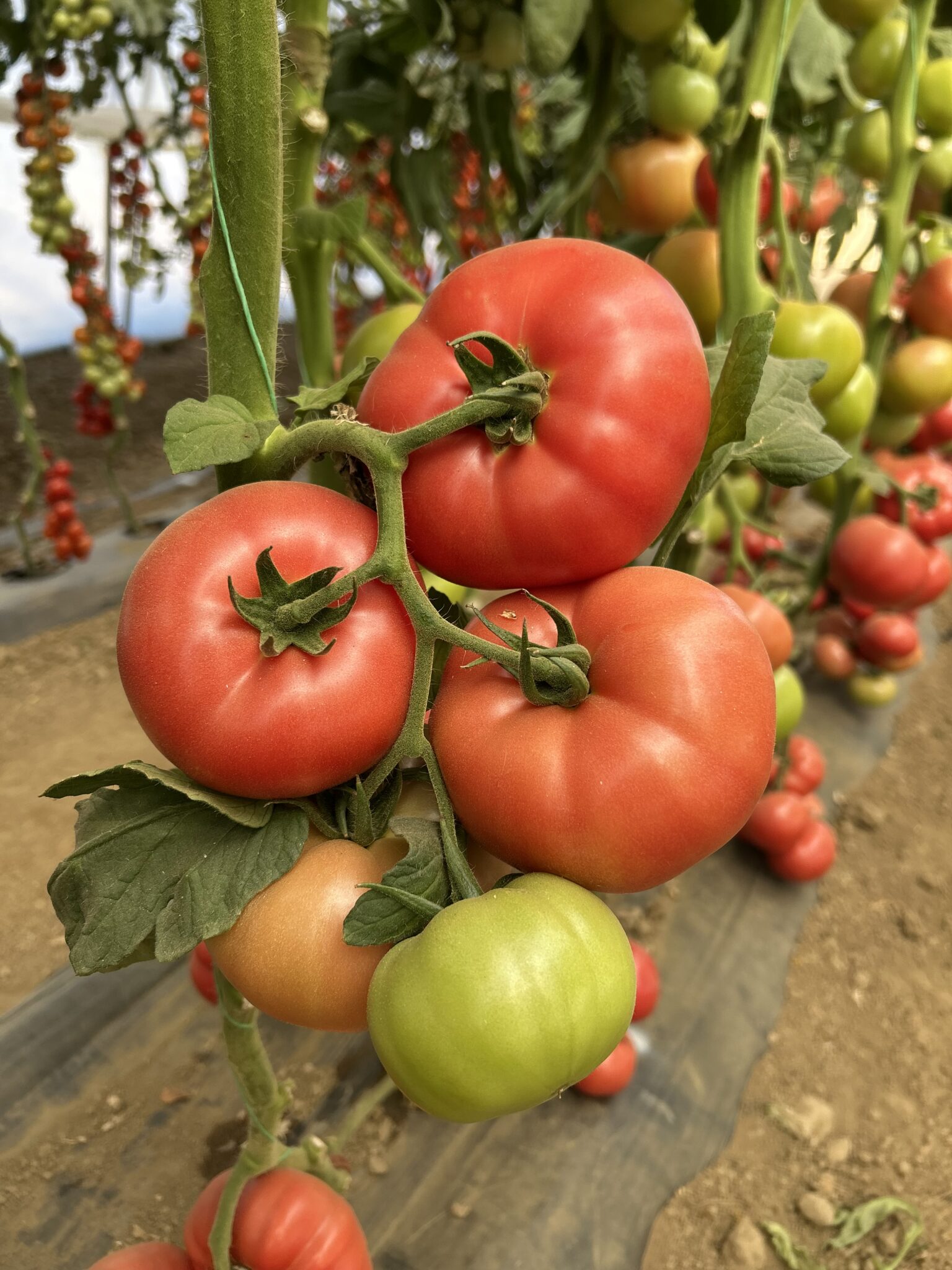 Breaking new ground: Hazera brings ToBRFV-resistant tomatoes to ...